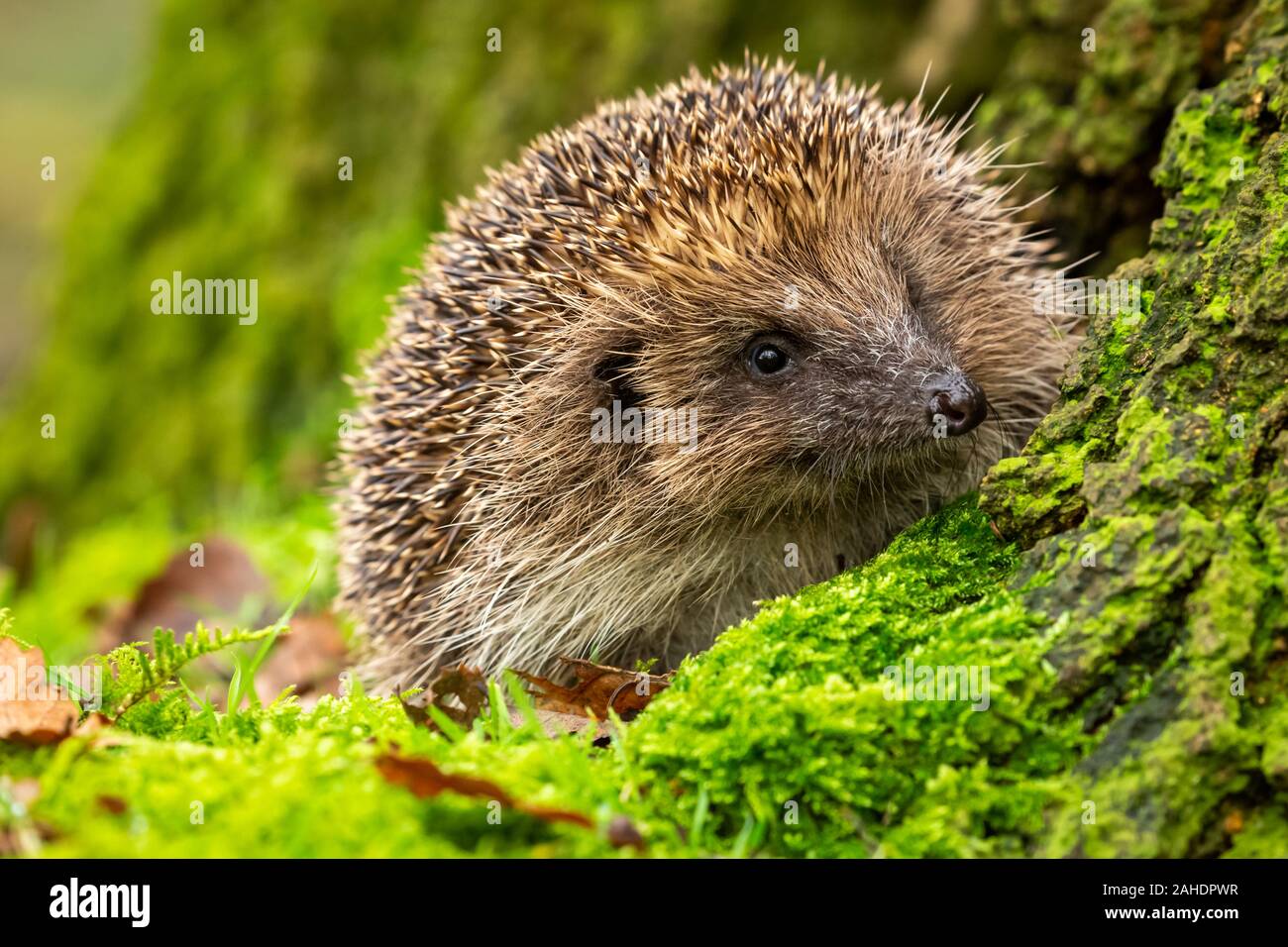 Tree Hedgehog High Resolution Stock Photography and Images - Alamy