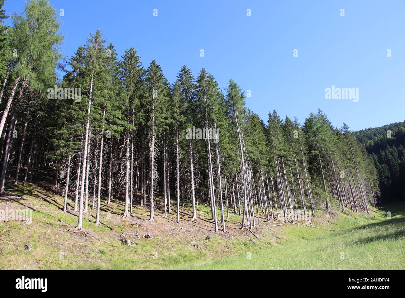 Forest in summer with pines, beeches and fir in Bolzen, Trentino Alto ...