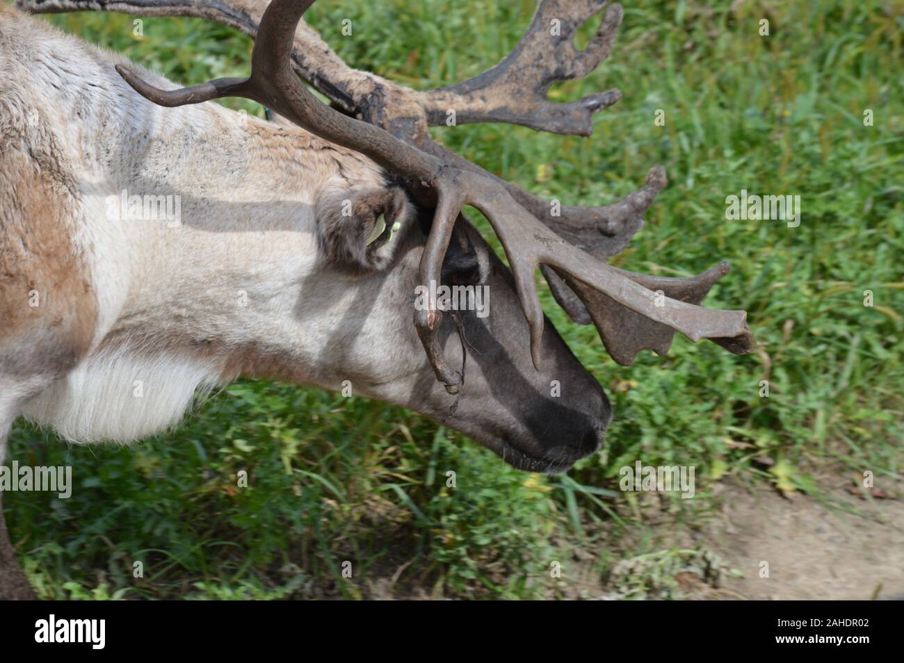 Caribou eating grass hi-res stock photography and images - Alamy
