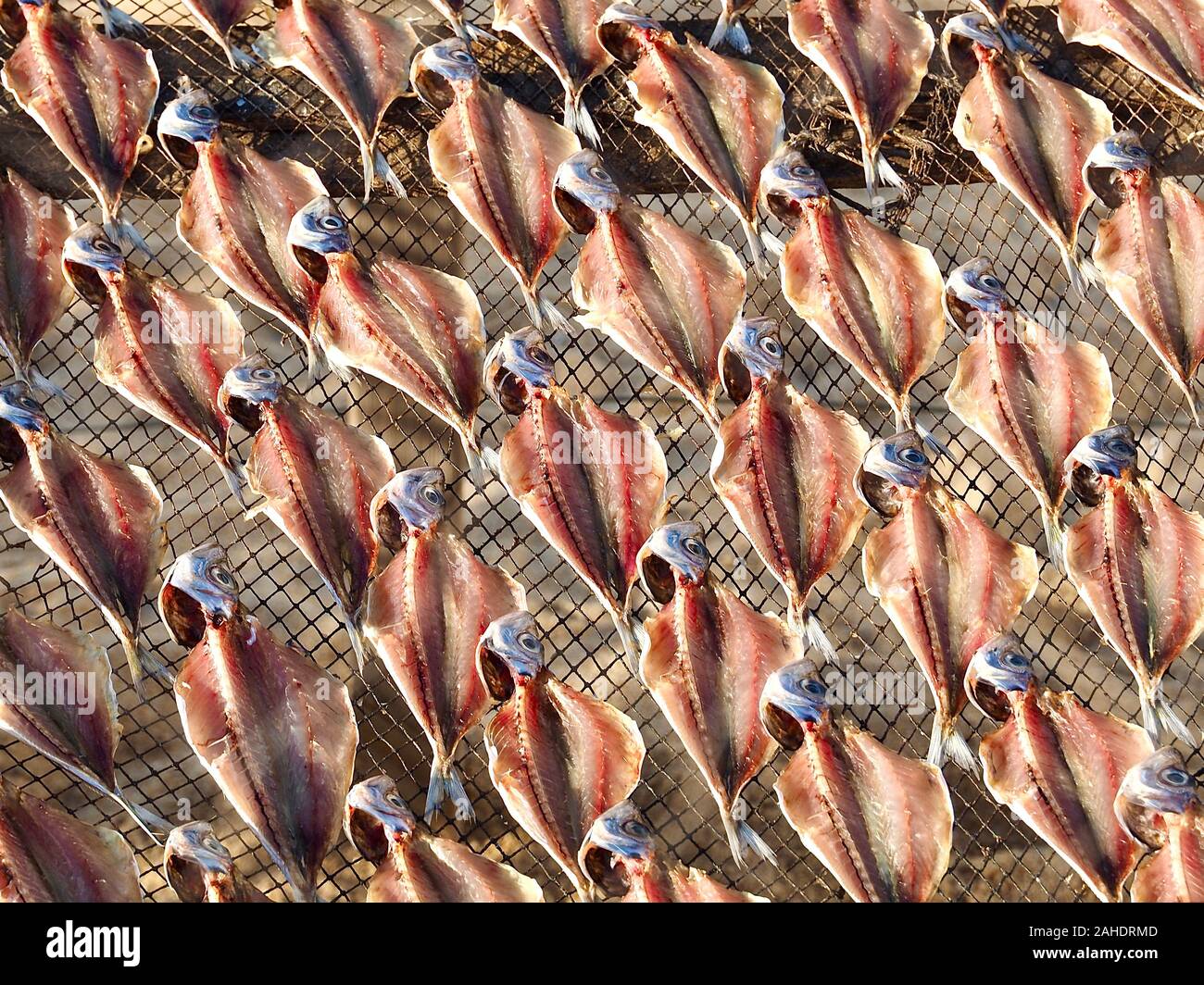 Macro of Stockfish, salted fish drying in the sun in Nazare in Portugal ...