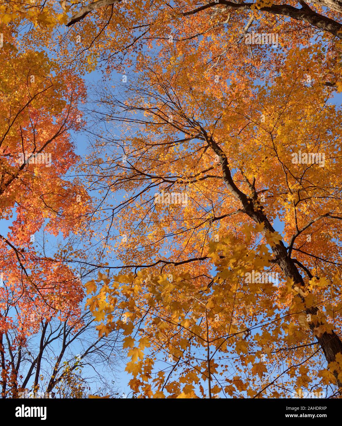 Tree canopy reaching for the blue sky in autumn Stock Photo - Alamy