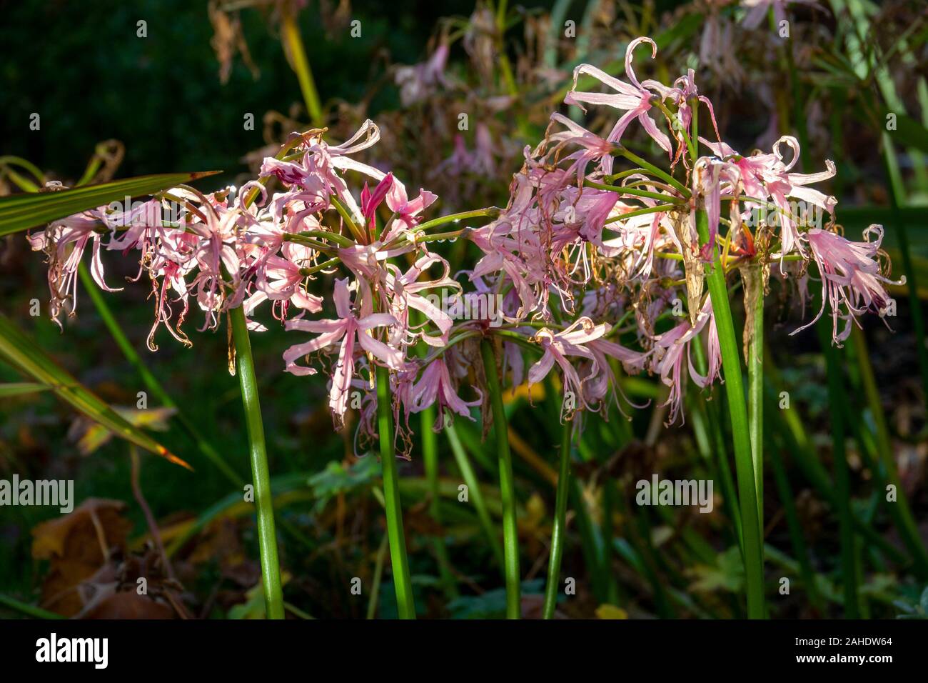 Nerine bowdenii 'Pink' Bowden Cornish Lily Stock Photo - Alamy