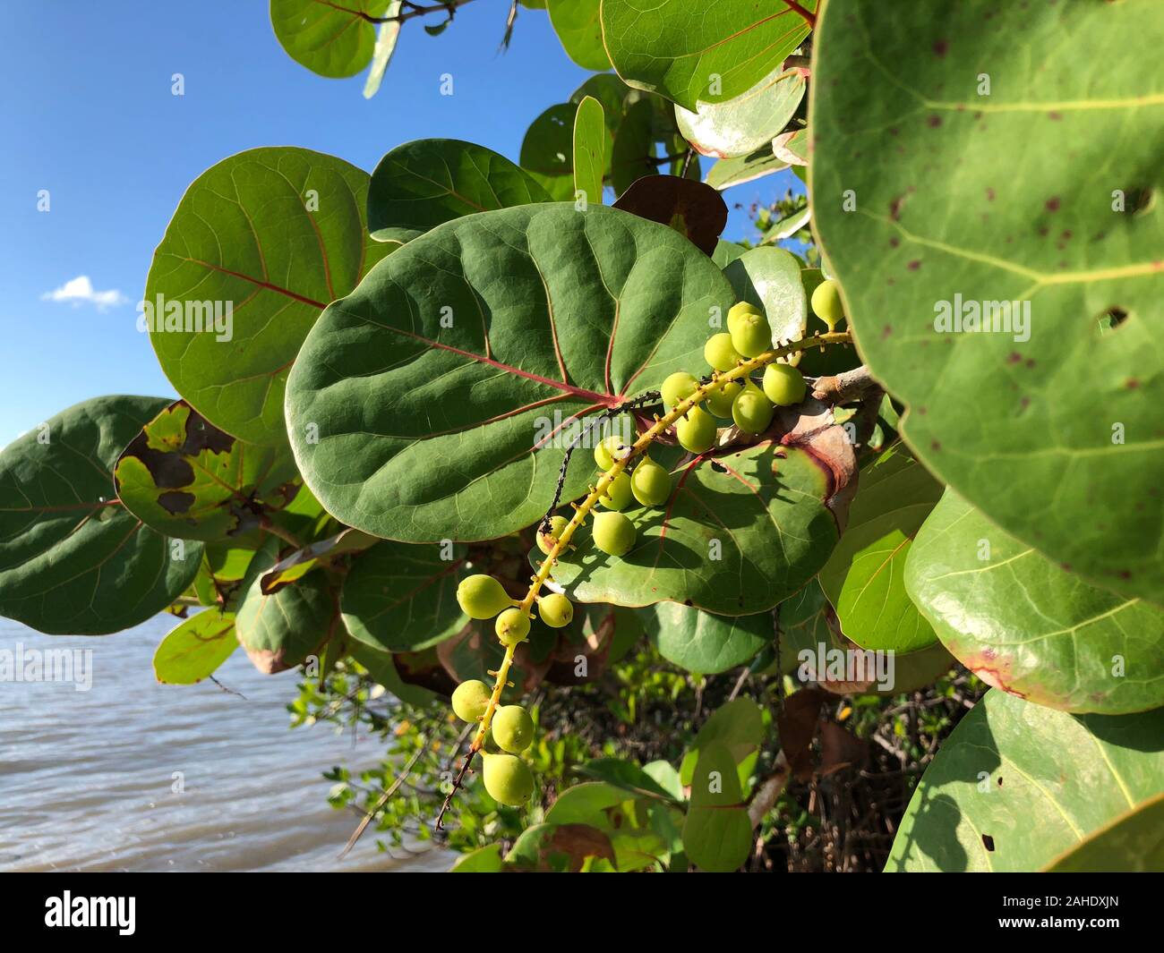 sea grapes on the beach in South Florida Stock Photo - Alamy