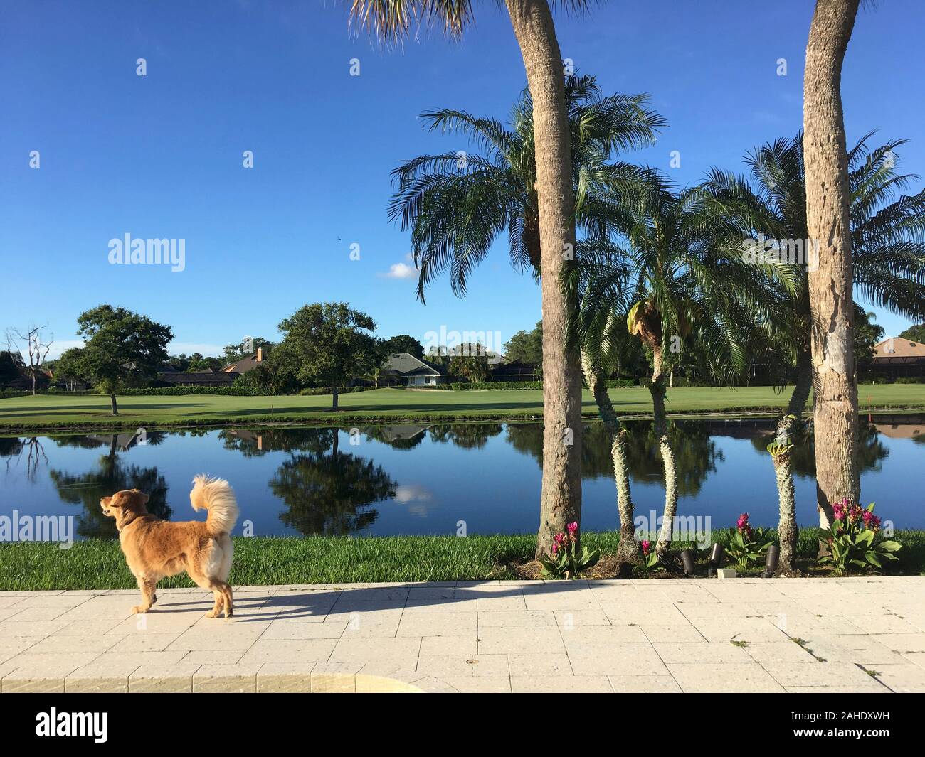 golden retriever inside of a family home Stock Photo - Alamy