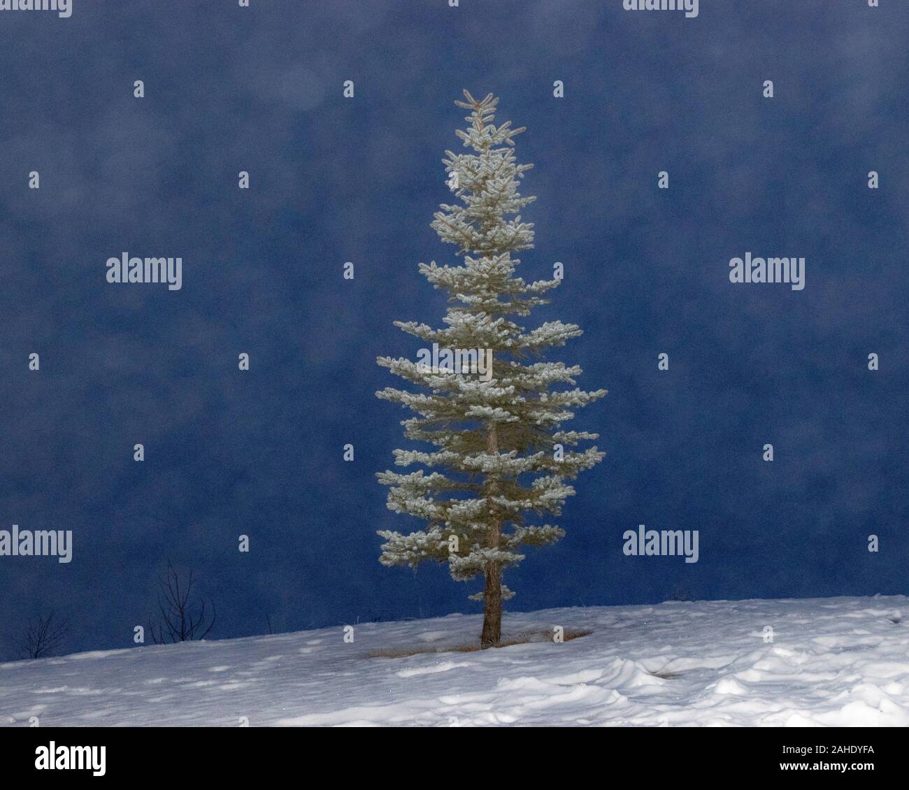 ‘winter gold’ pine hi-res stock photography and images - Alamy