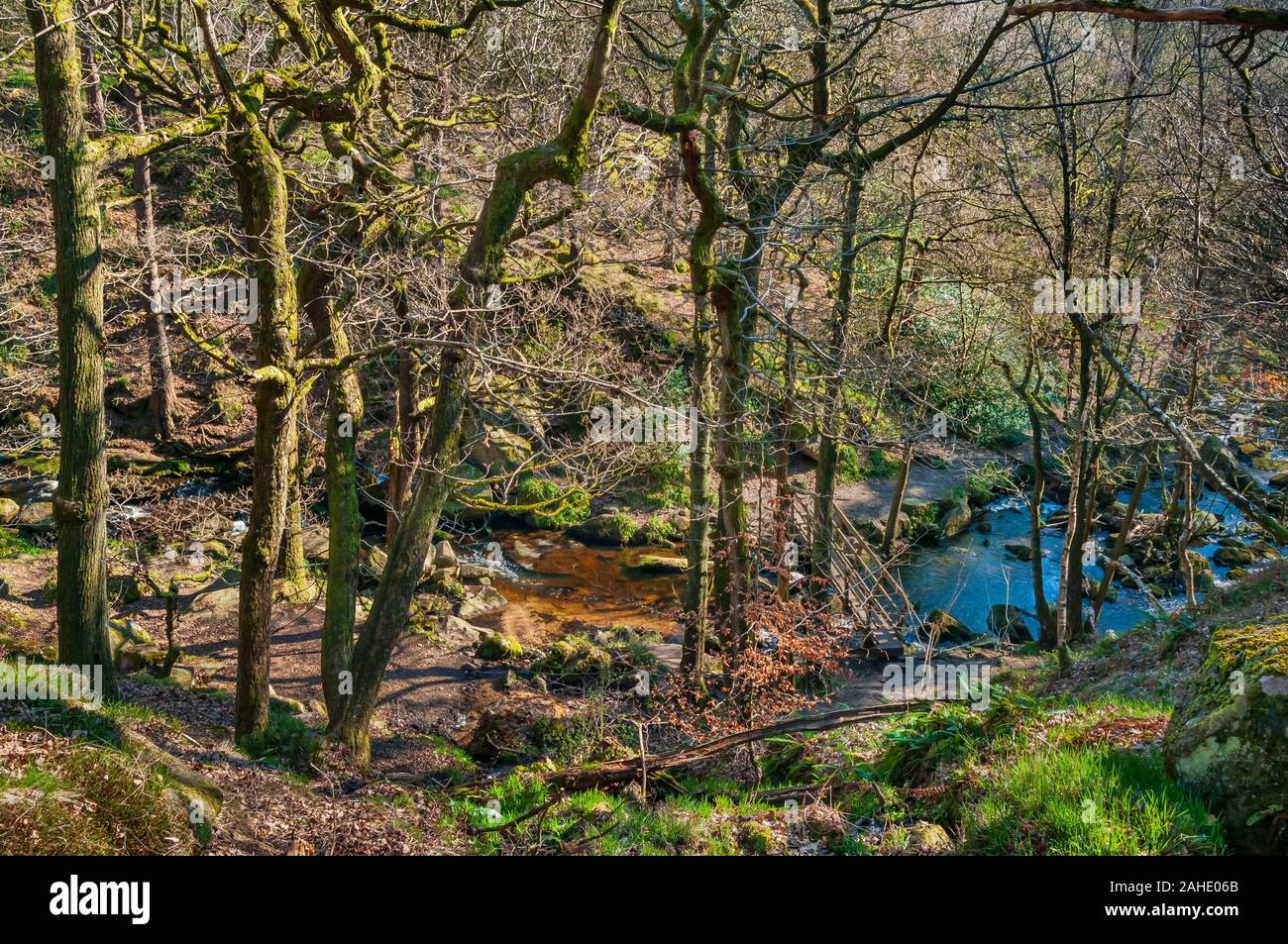 Dense trees, mostly oak, in bright spring sunshine by Burbage Brook in ...