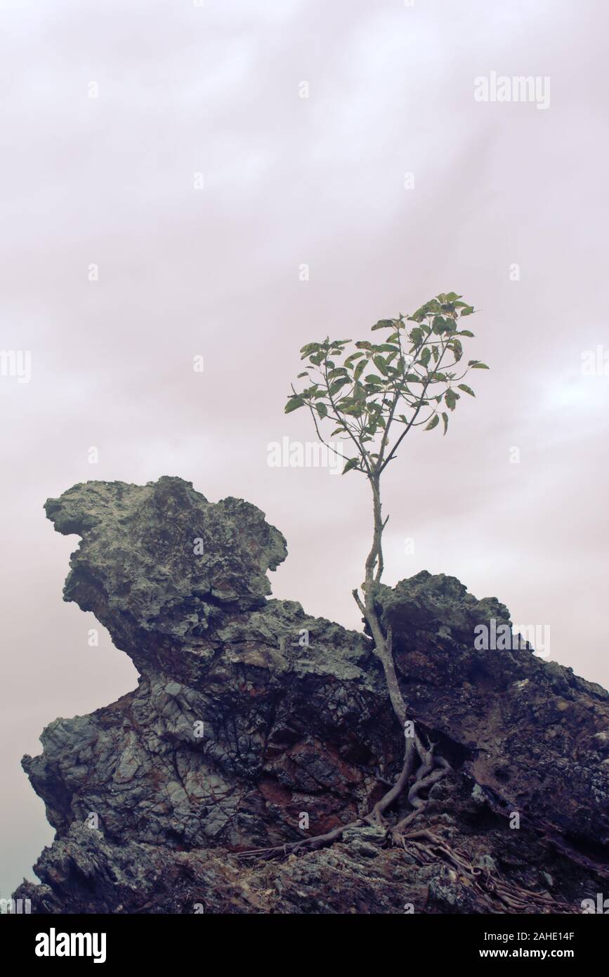 Roots growing into rock hi-res stock photography and images - Alamy