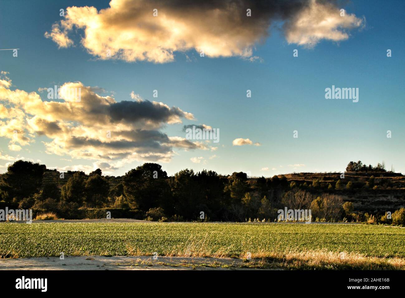 Countryside landscape with native bushes and conifers in Valencia ...