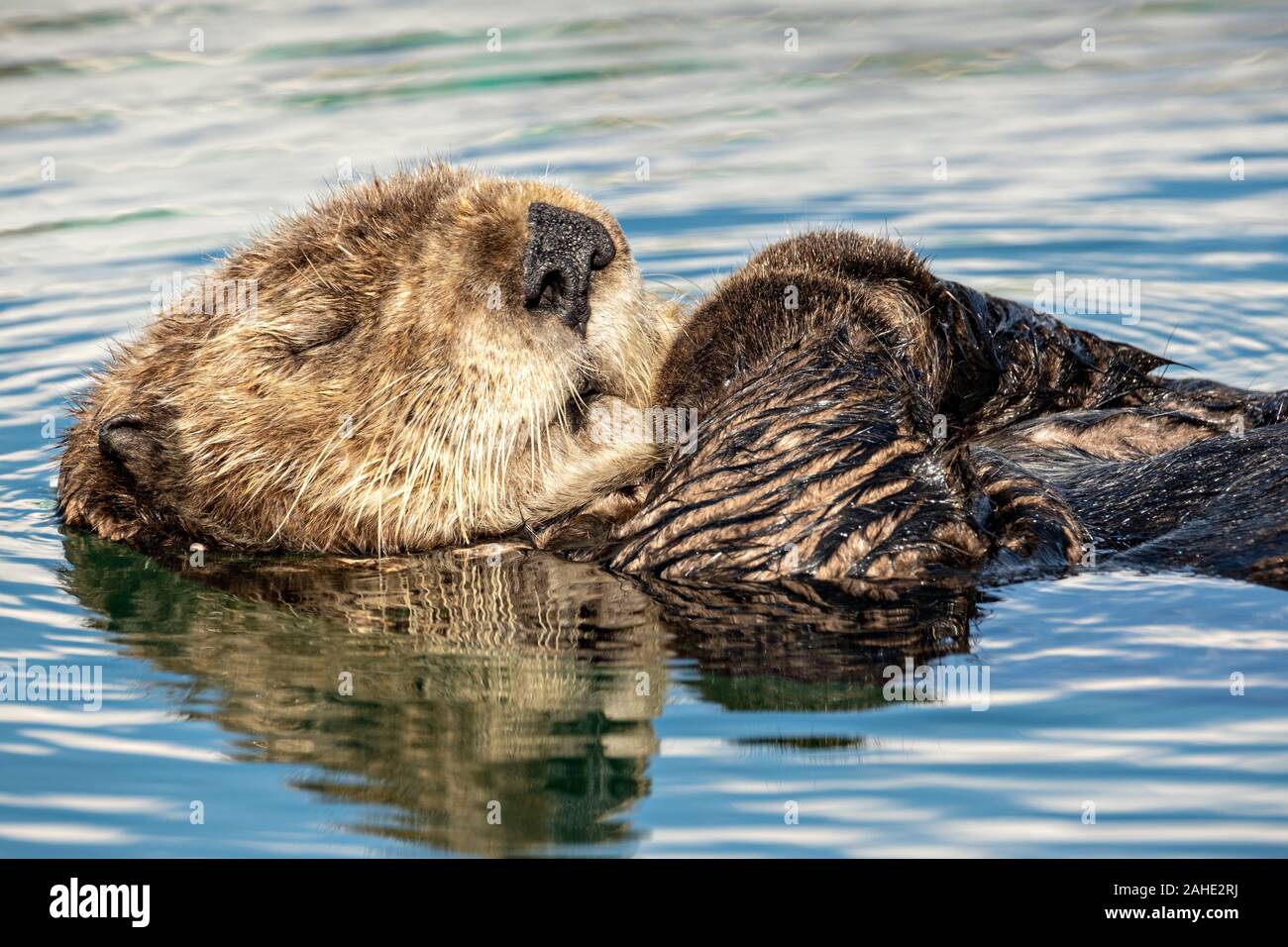 A northern sea otter floats asleep in the Kachemak Bay at the City of ...