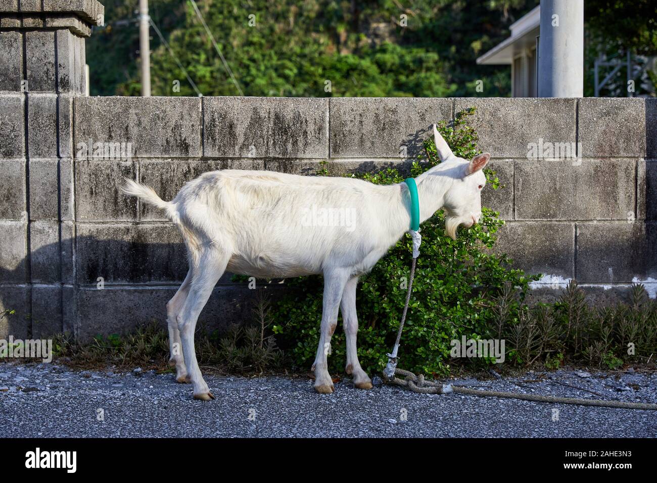 White goat eating from a shrub by a concrete wall; Tokashiki Island ...