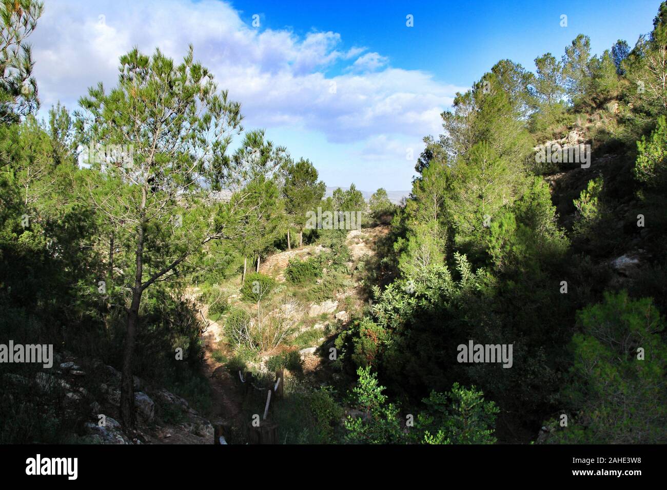 Countryside landscape with native bushes and conifers in Valencia ...