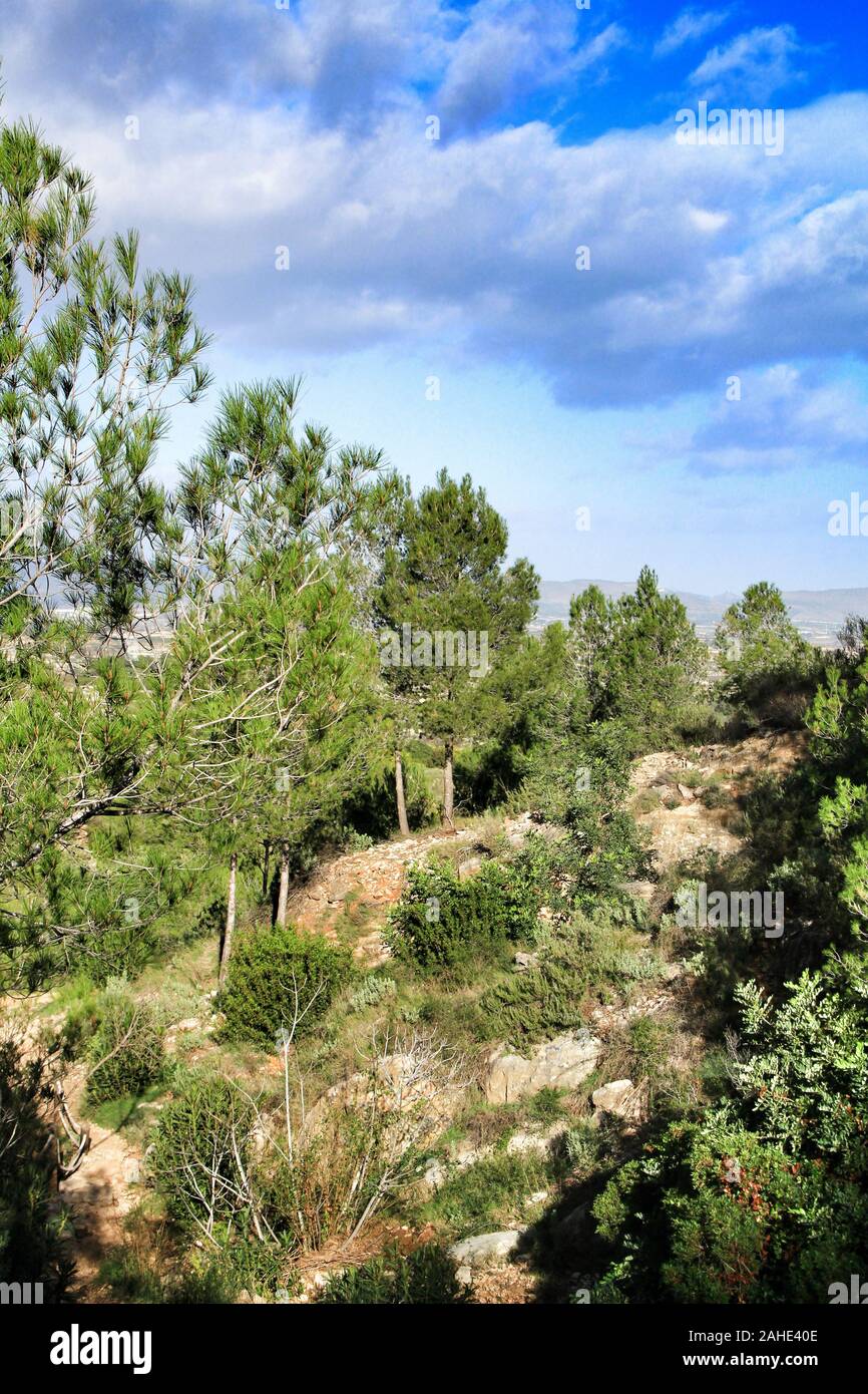 Countryside landscape with native bushes and conifers in Valencia ...