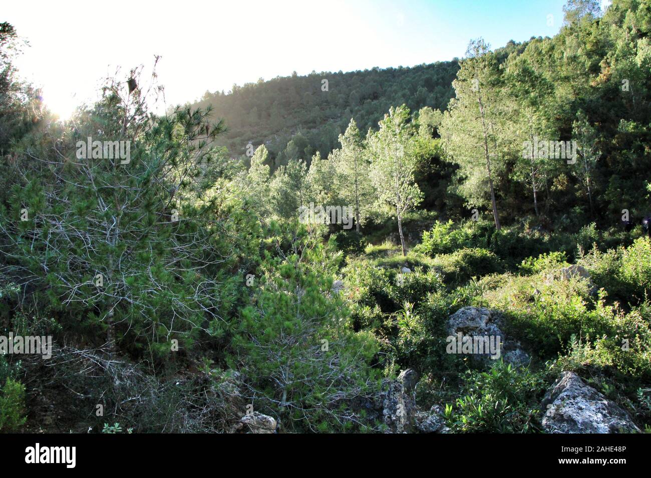 Countryside landscape with native bushes and conifers in Valencia ...