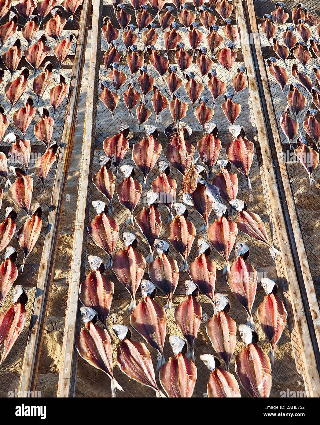 Macro of Stockfish, salted fish drying in the sun in Nazare in Portugal ...