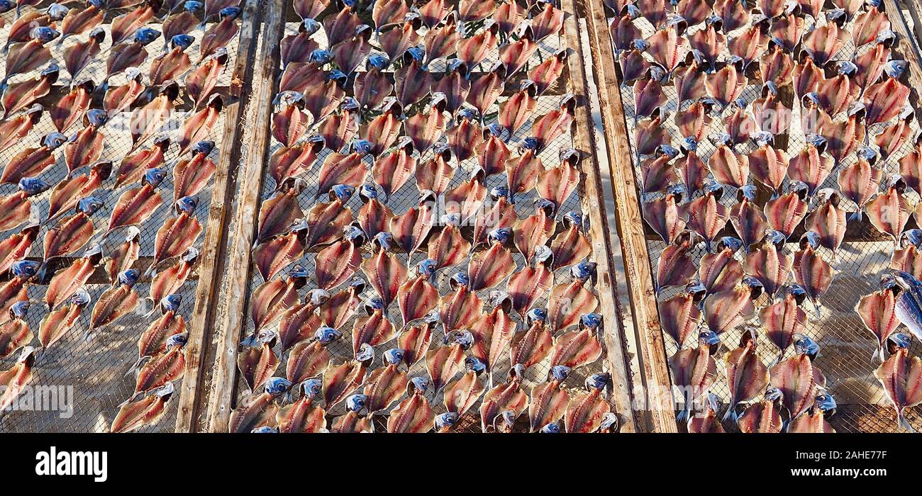 Macro of Stockfish, salted fish drying in the sun in Nazare in Portugal ...