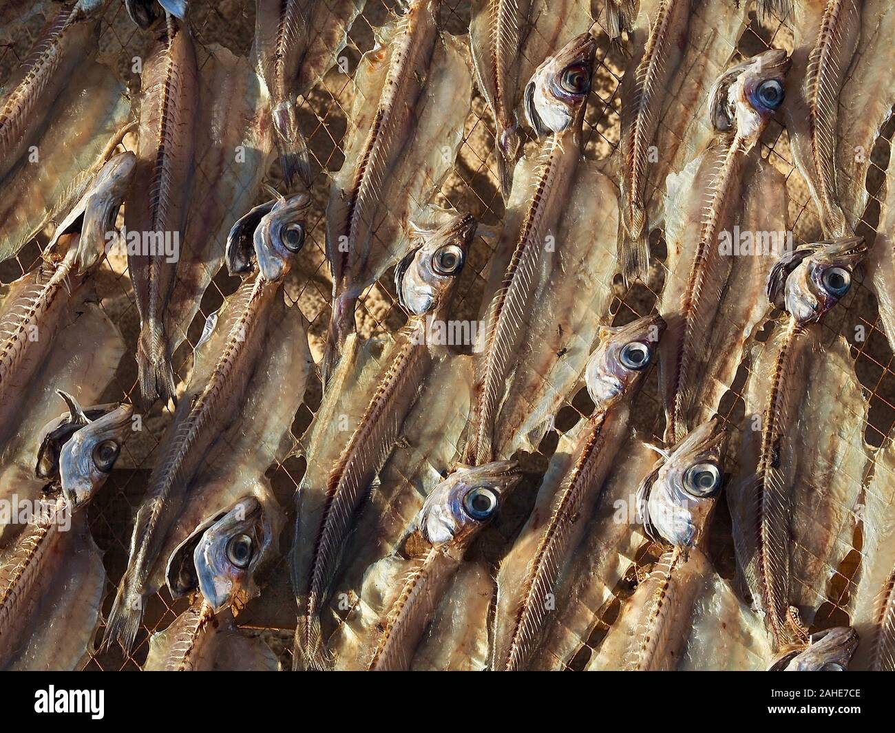 Macro of Stockfish, salted fish drying in the sun in Nazare in Portugal ...