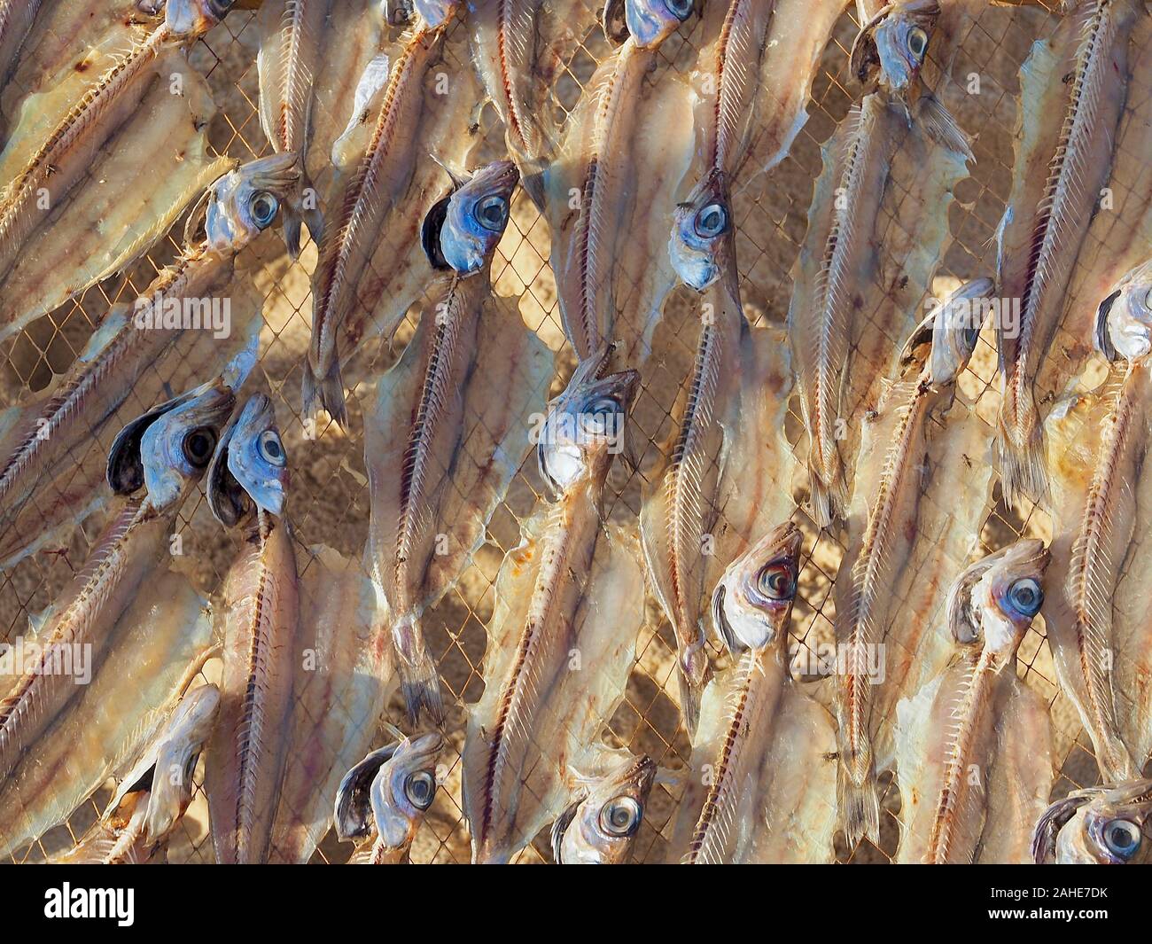 Macro of Stockfish, salted fish drying in the sun in Nazare in Portugal ...