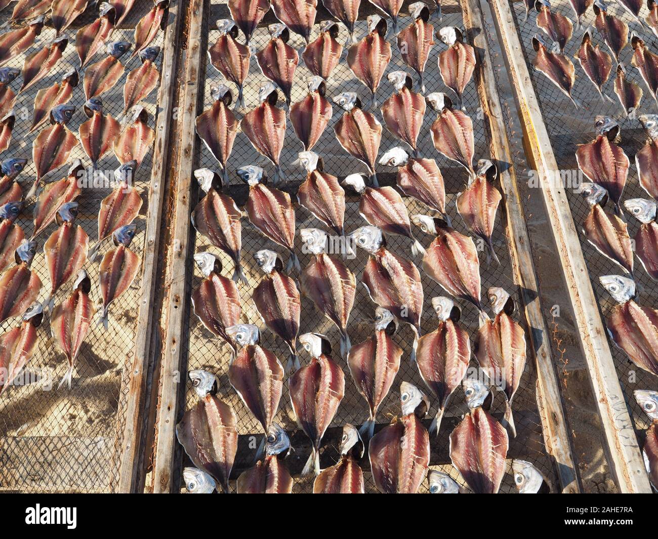 Macro of Stockfish, salted fish drying in the sun in Nazare in Portugal ...