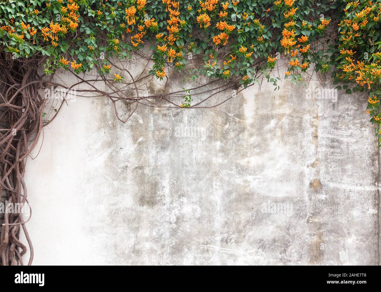 Old cement wall with green vines and flower in garden,Fuzhou,Fujian ...