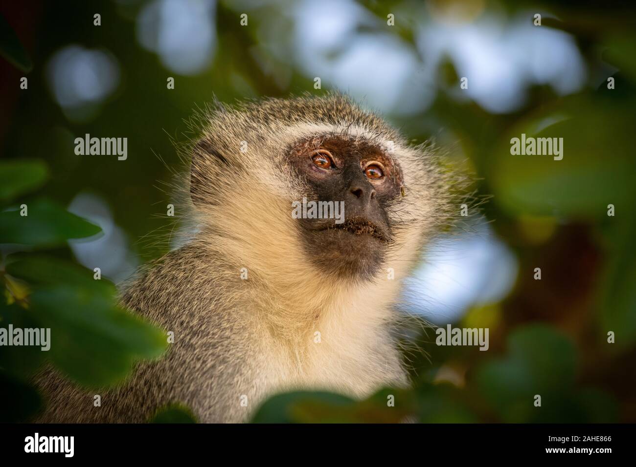 Vervet Monkeys in South Africa Stock Photo - Alamy