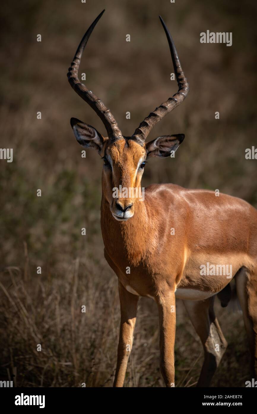 Male Impala in South Africa Stock Photo - Alamy