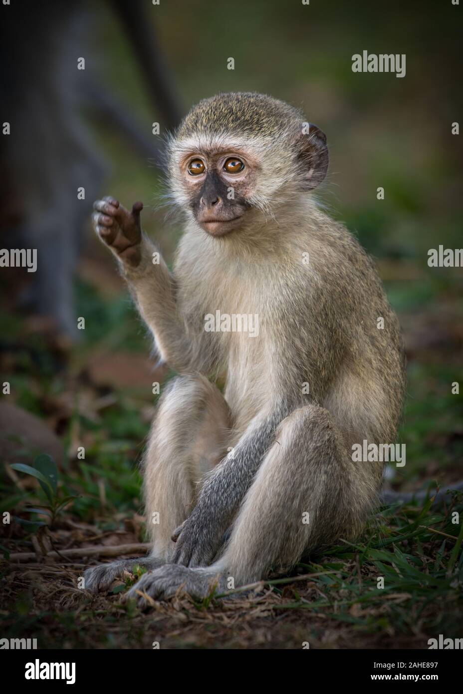 Vervet Monkeys in South Africa Stock Photo - Alamy