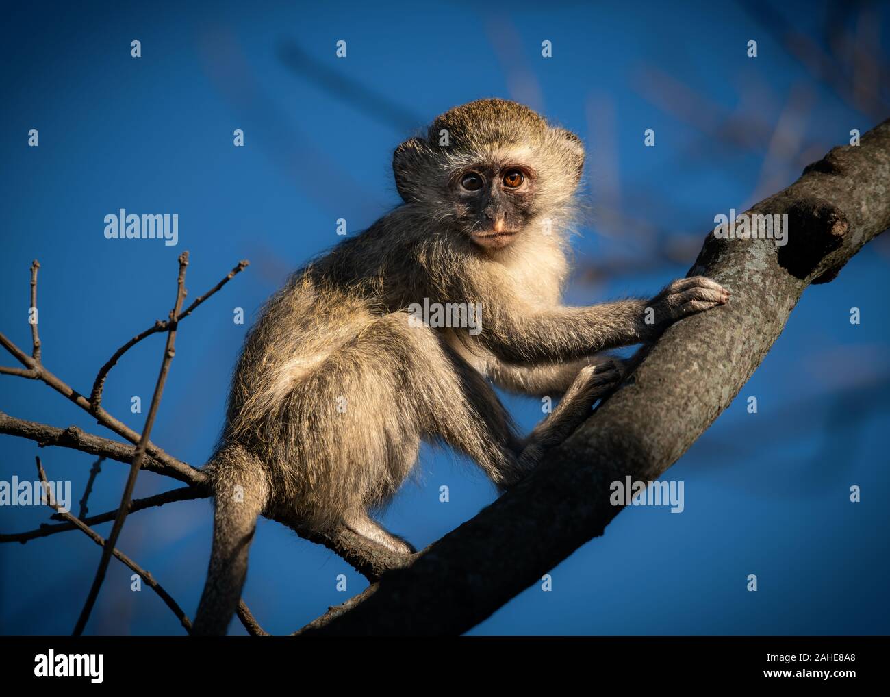Vervet Monkeys in South Africa Stock Photo - Alamy