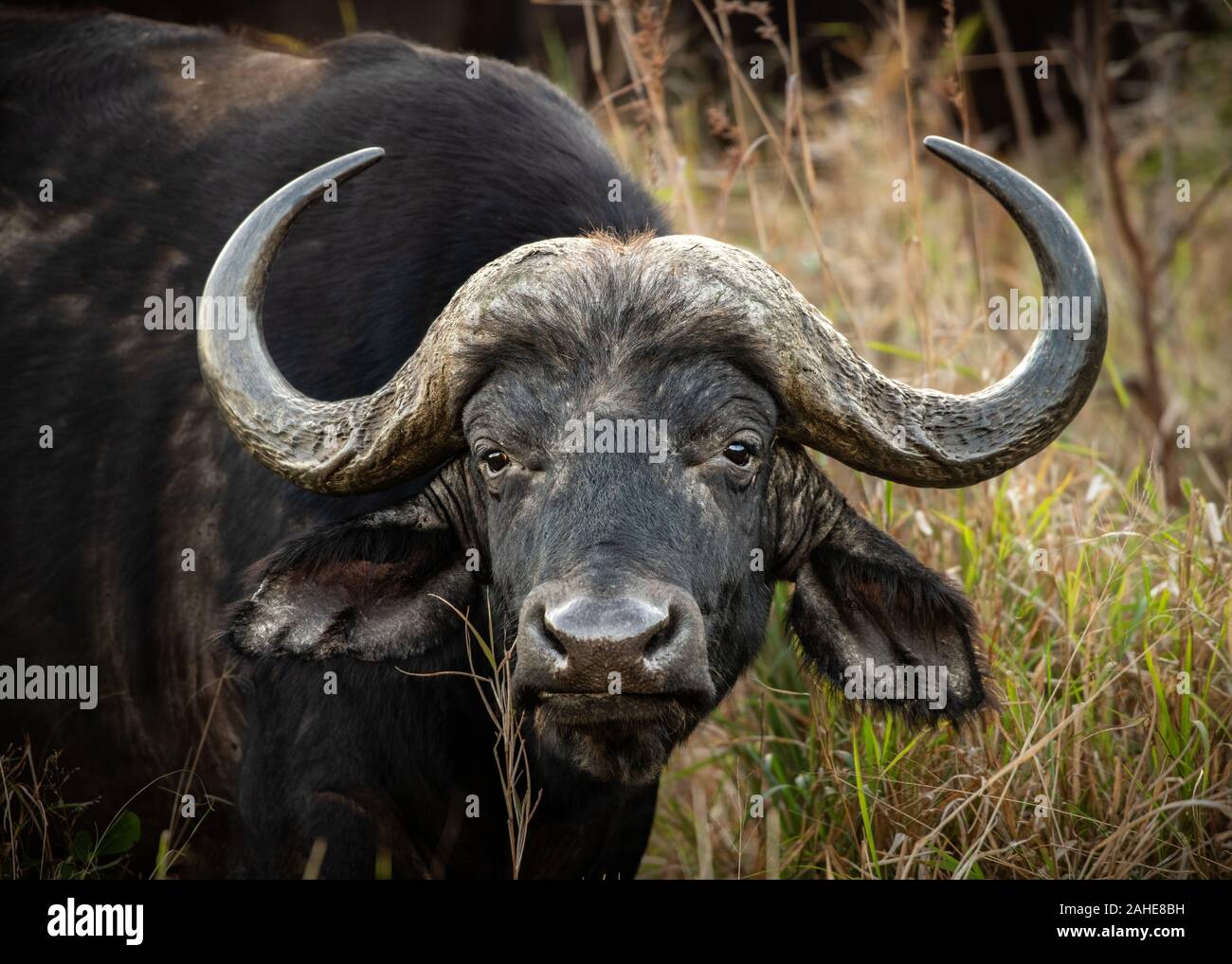 Cape buffalo boss hi-res stock photography and images - Alamy