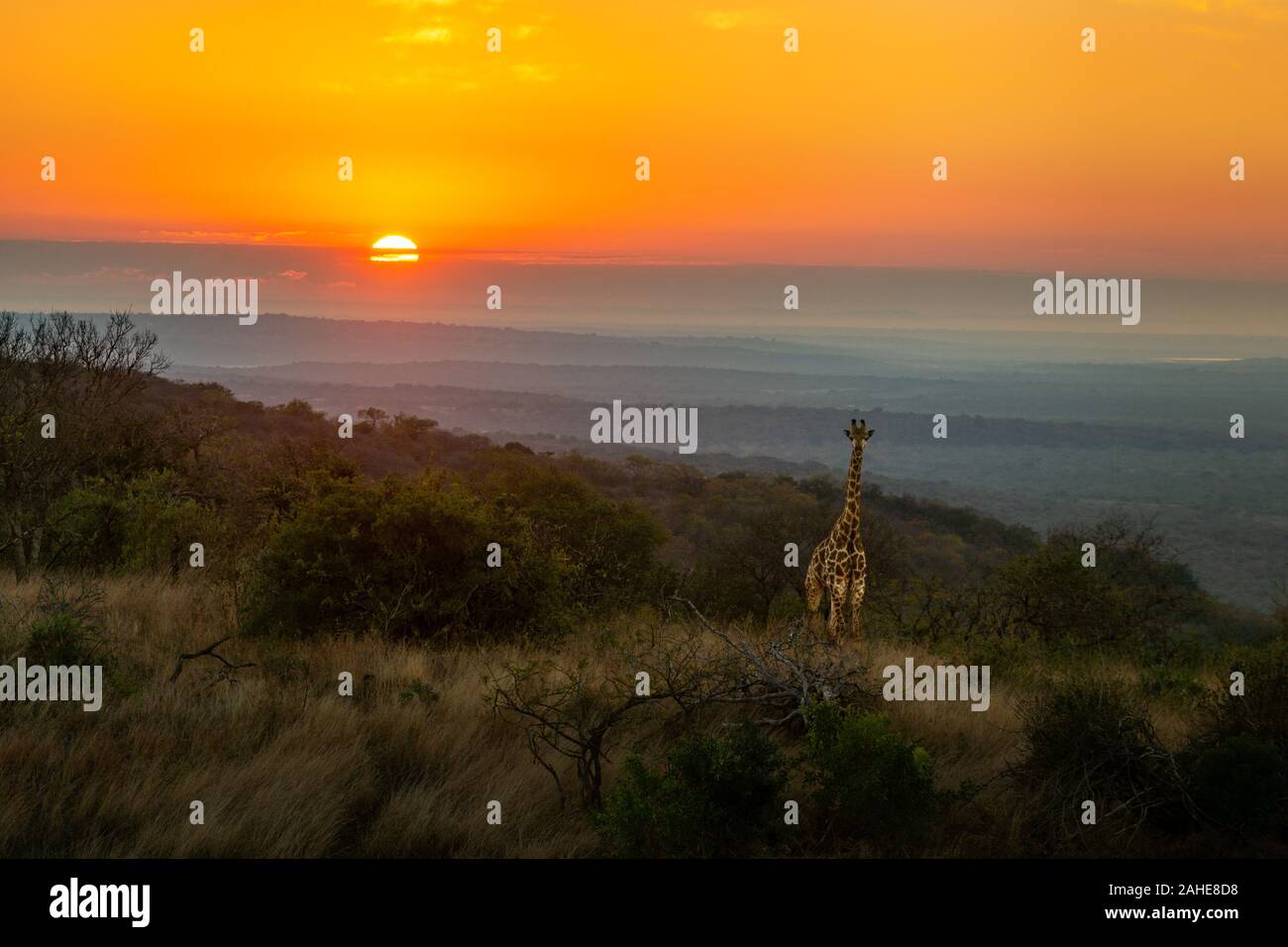Giraffe and sun High Resolution Stock Photography and Images - Alamy