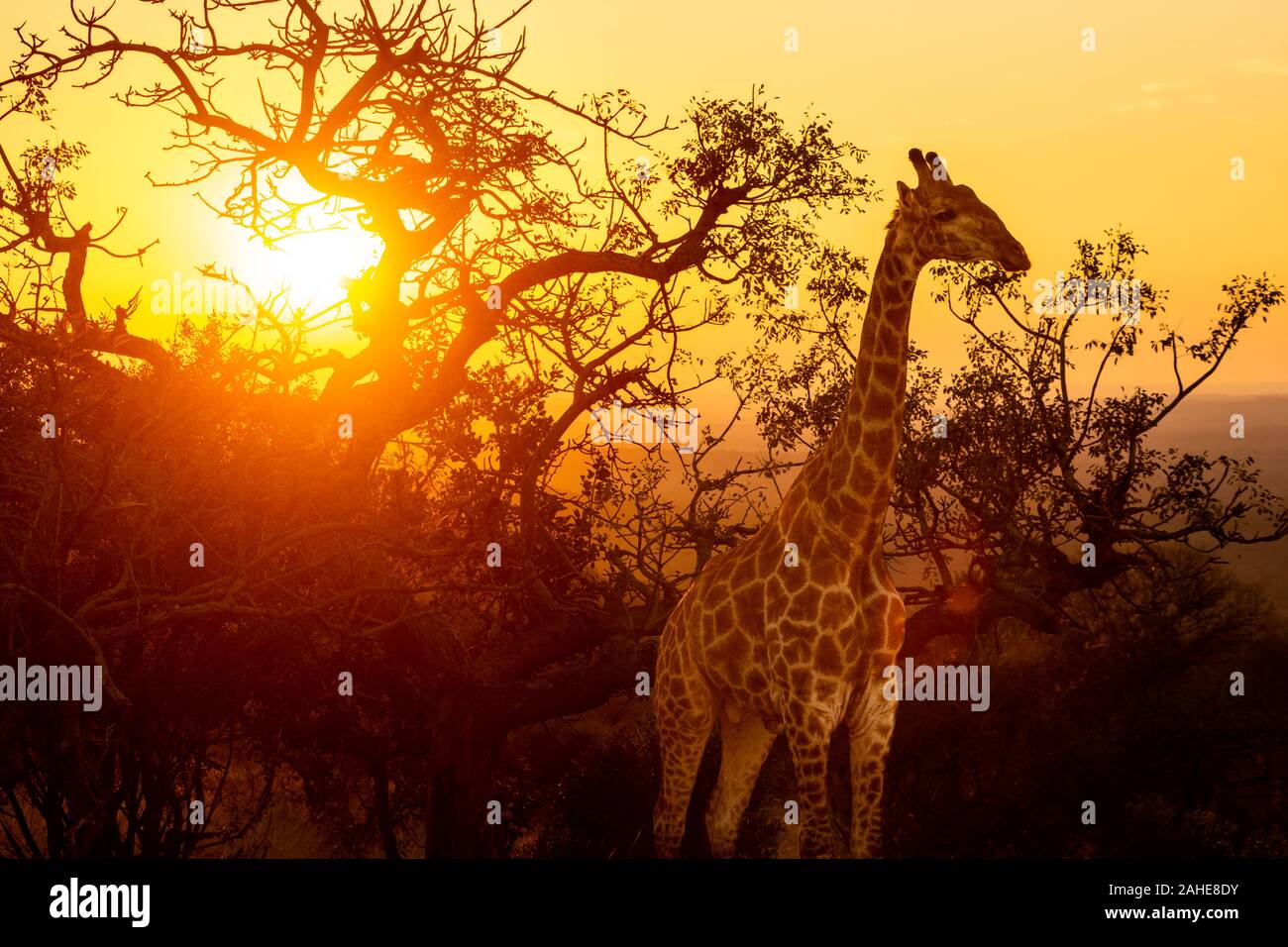 Giraffe sunset hi-res stock photography and images - Alamy