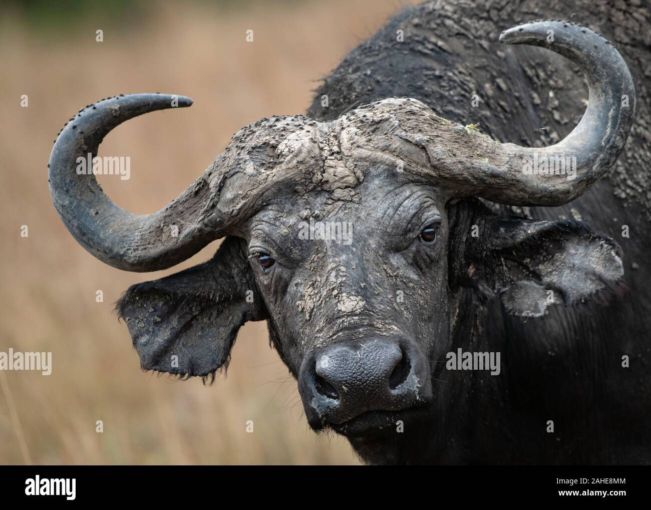Cape Buffalo in Africa Stock Photo - Alamy