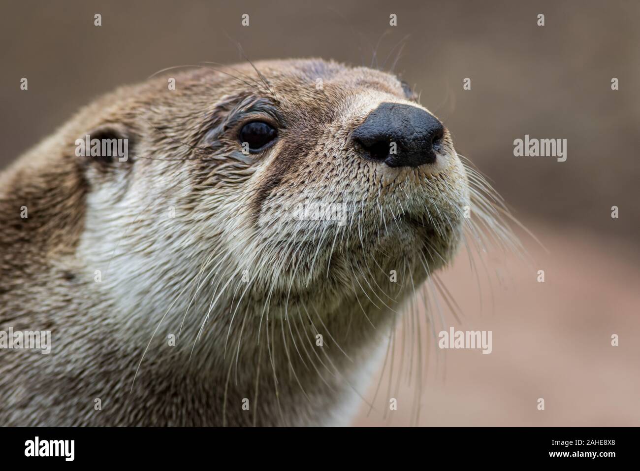 North American River Otter, Lontra canadensis, adorable, lovable ...