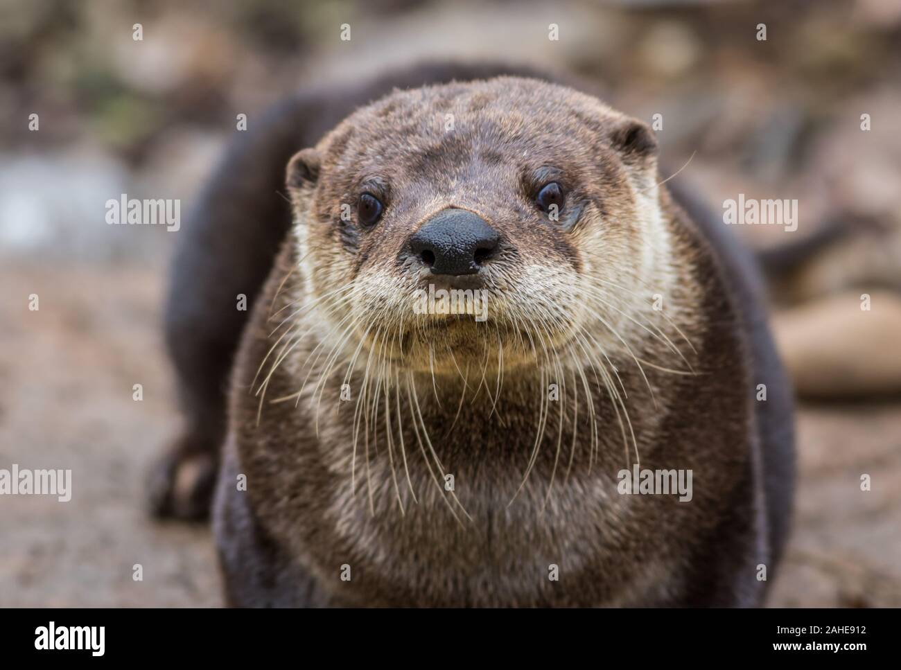 North American River Otter, Lontra canadensis, adorable, lovable ...