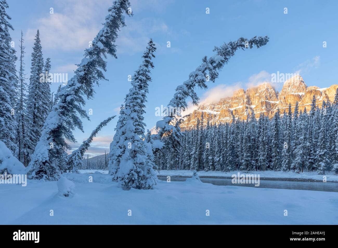Leaning trees and Castle Mountain at Castle Junction in Banff National ...