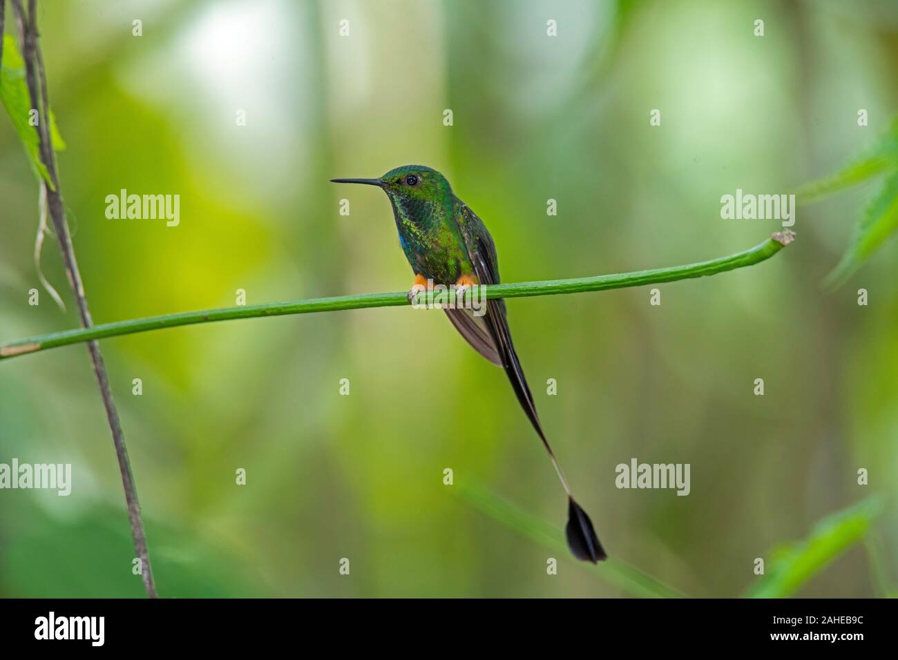 Booted Racket-tail Ocreatus underwoodii peruanus La Brisa, Ecuador 12 ...