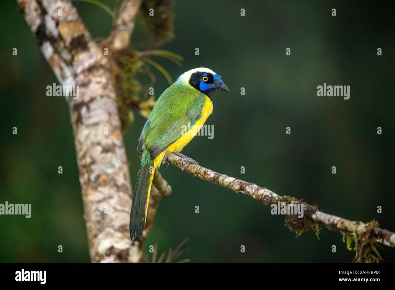 Adult inca jay ecuador hi-res stock photography and images - Alamy