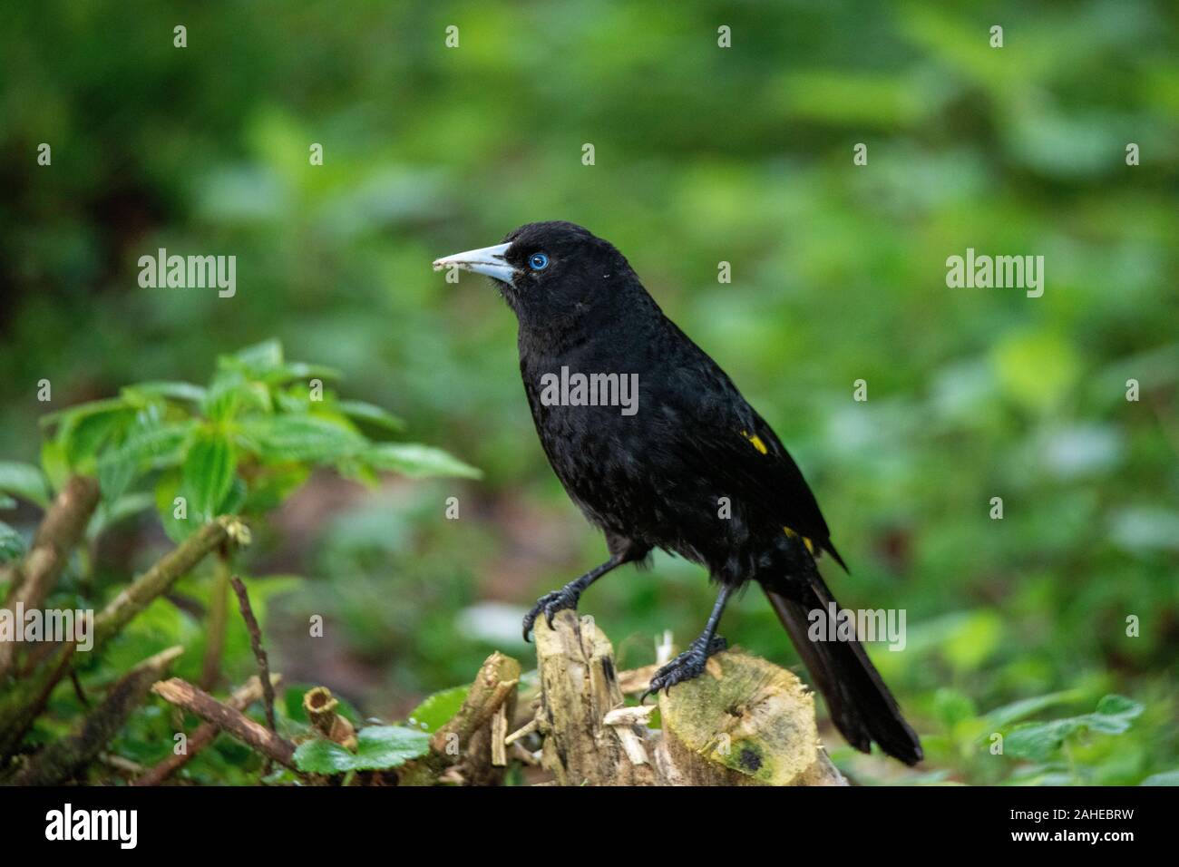 Northern mountain cacique cacicus leucoramphus hi-res stock photography ...