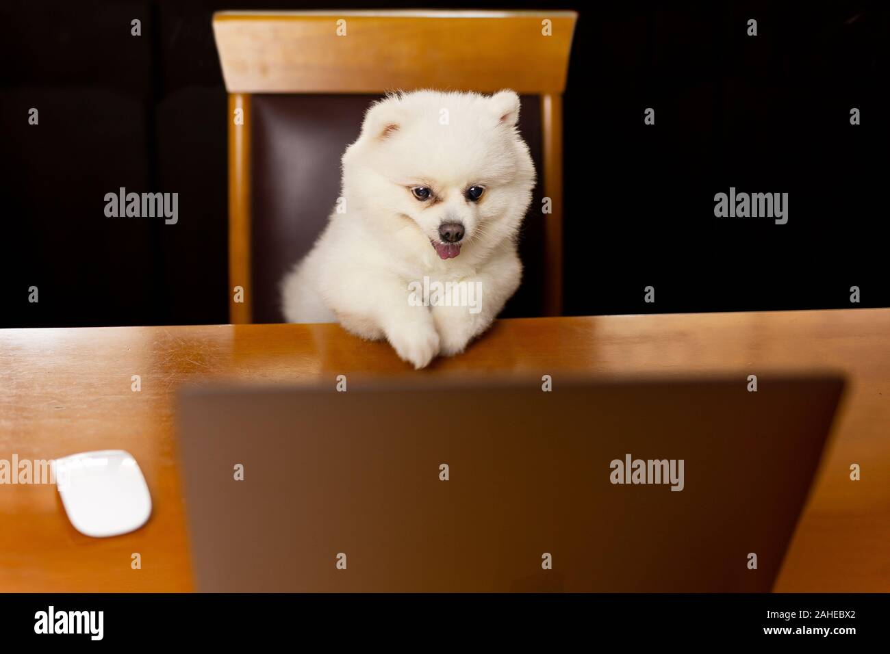 Dog pomeranian spitz and on table with laptop computer Stock Photo - Alamy