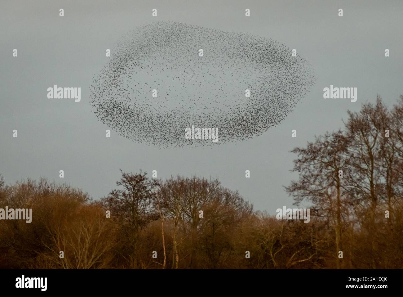UK Weather: Christmas Eve evening starling murmuration at Ham Wall RSPB ...