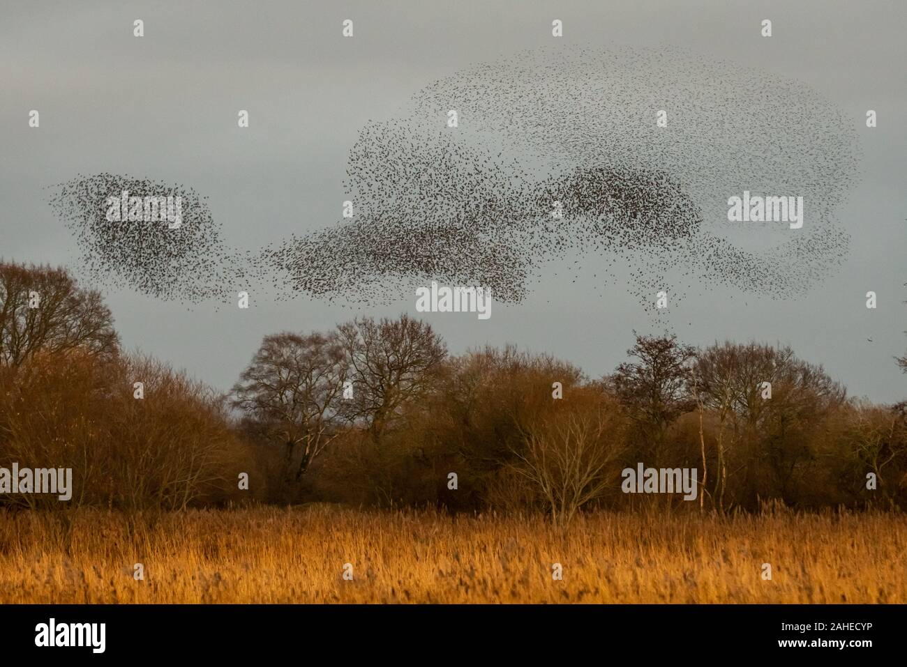 Ham wall national nature reserve hi-res stock photography and images ...