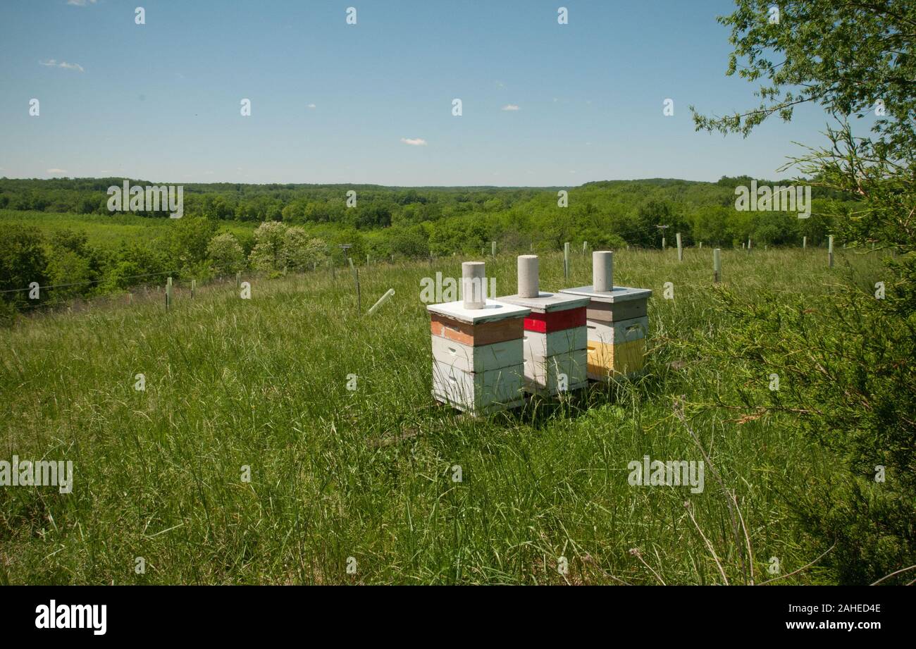 Make a bee line hi-res stock photography and images - Alamy
