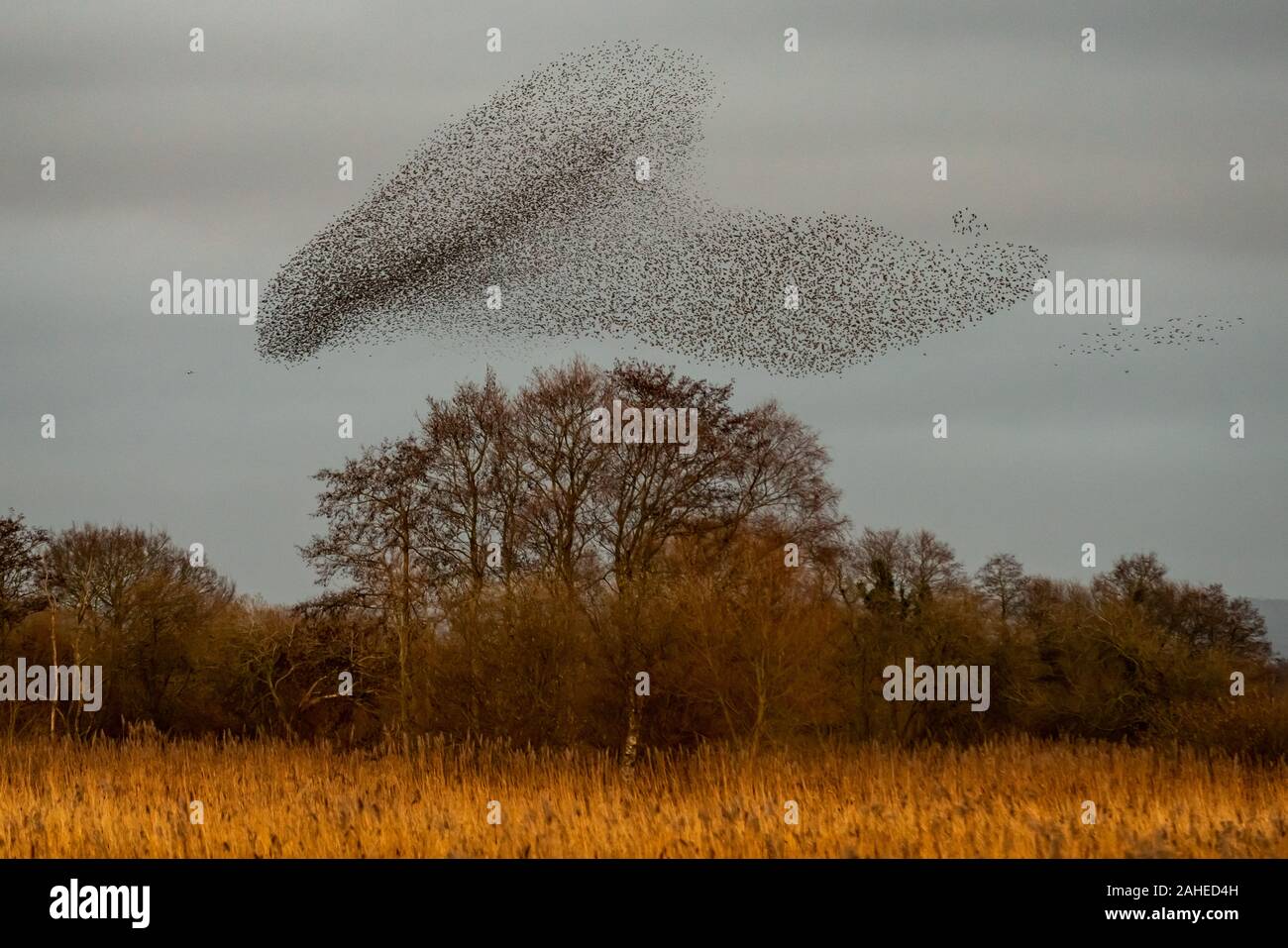 UK Weather: Christmas Eve evening starling murmuration at Ham Wall RSPB ...