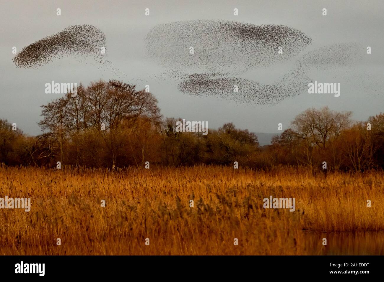 Ham wall national nature reserve hi-res stock photography and images ...