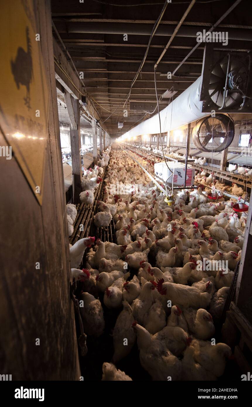 Poultry farm united states hi-res stock photography and images - Alamy