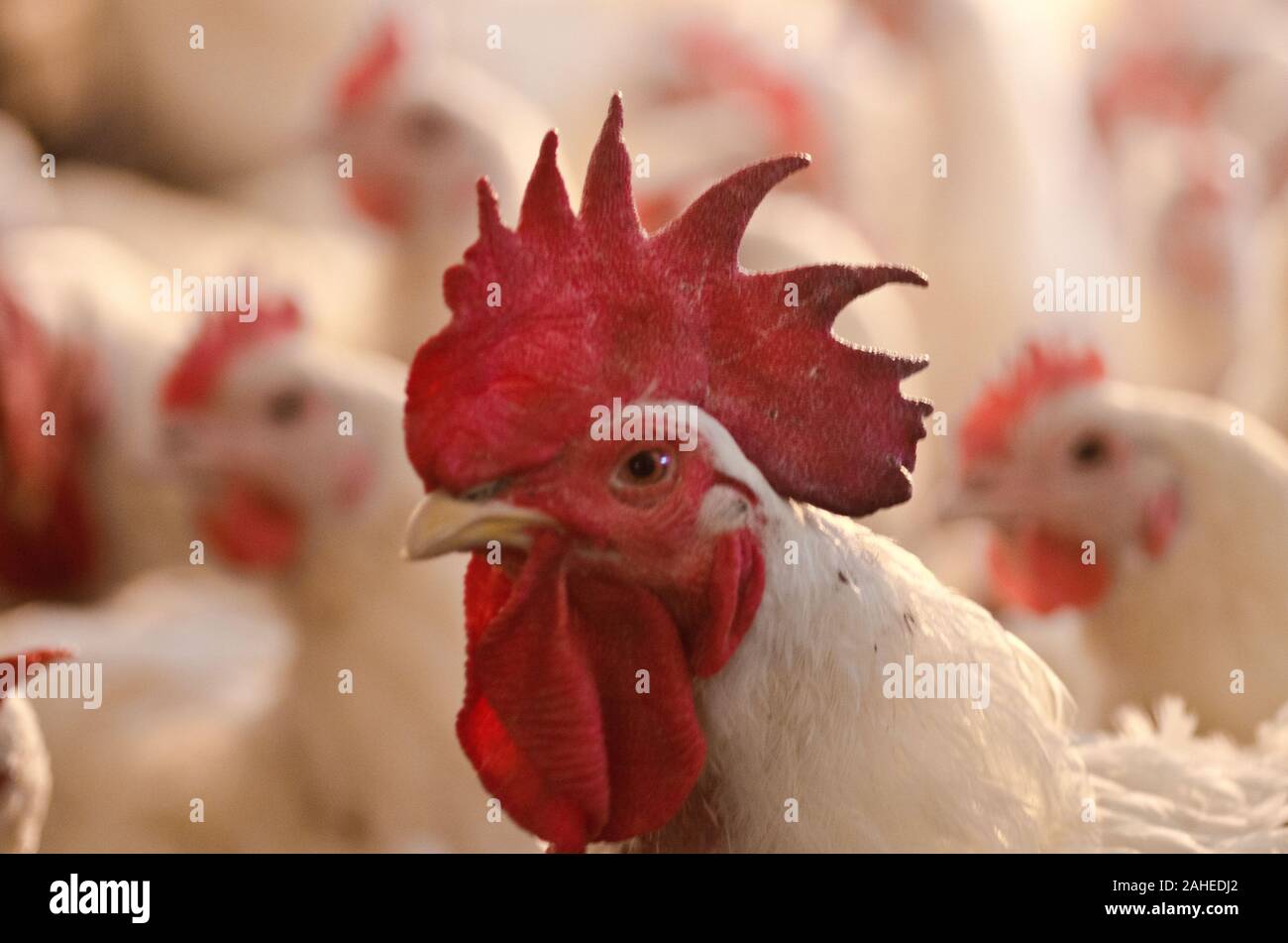 Pa farms hi-res stock photography and images - Alamy