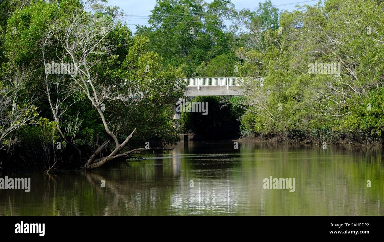 nature in brisbane queensland australia Stock Photo - Alamy