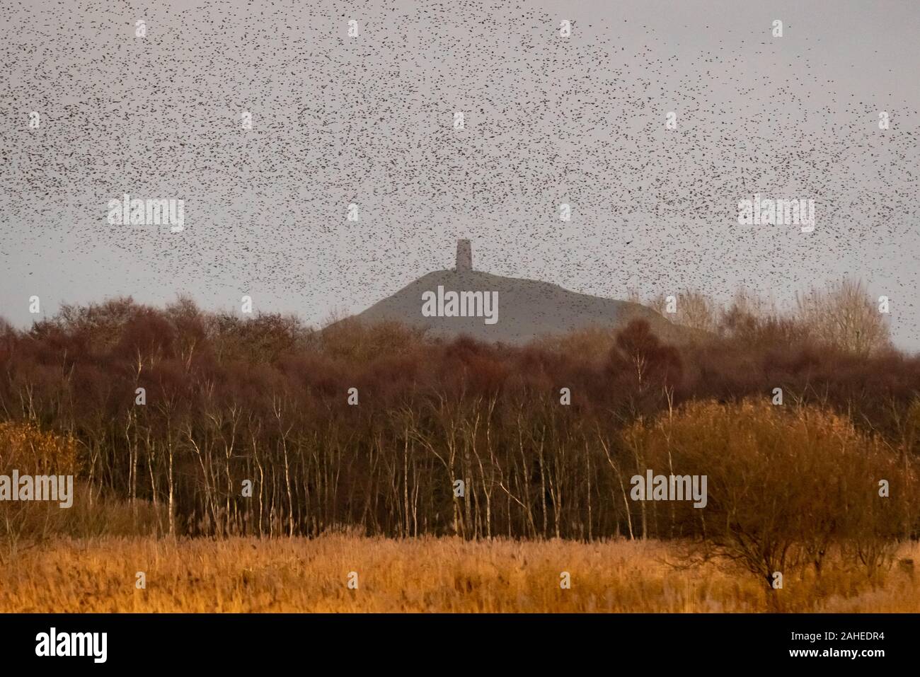 UK Weather: Christmas Eve evening starling murmuration over Glastonbury ...