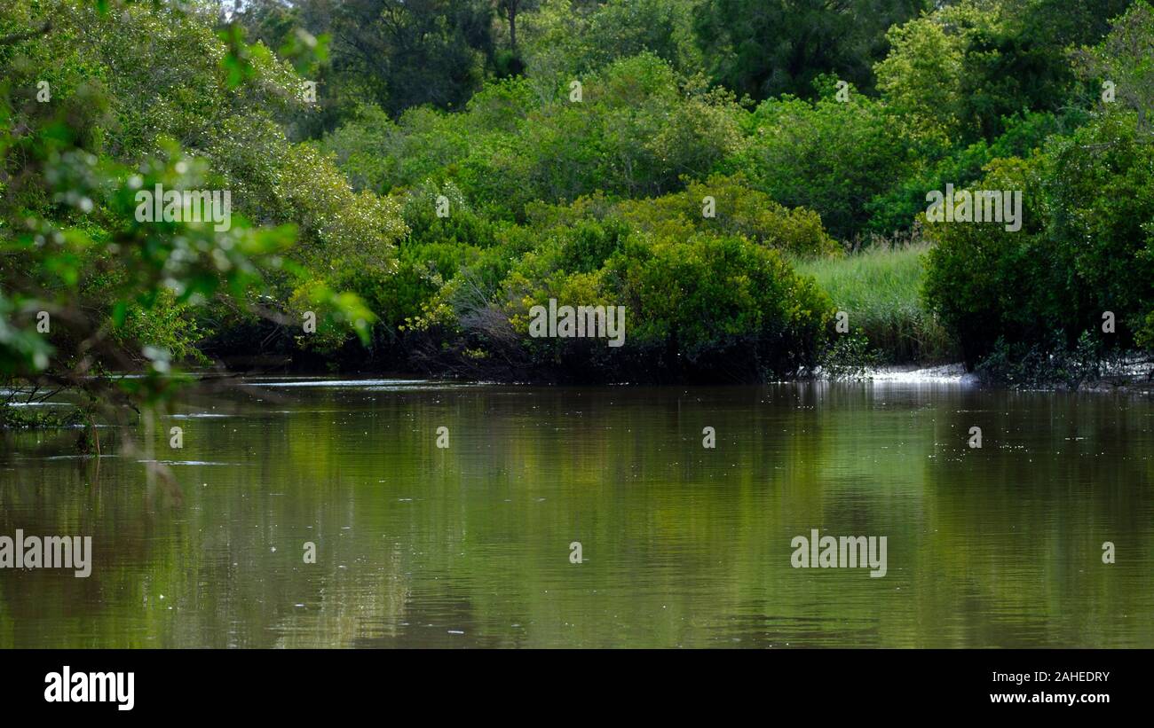 nature in brisbane queensland australia Stock Photo - Alamy
