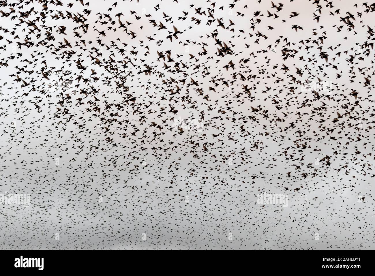 UK Weather: Christmas Eve evening starling murmuration at Ham Wall RSPB ...