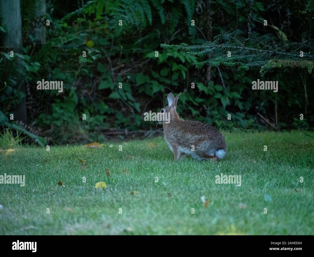 Wild rabbit in the yard Stock Photo - Alamy